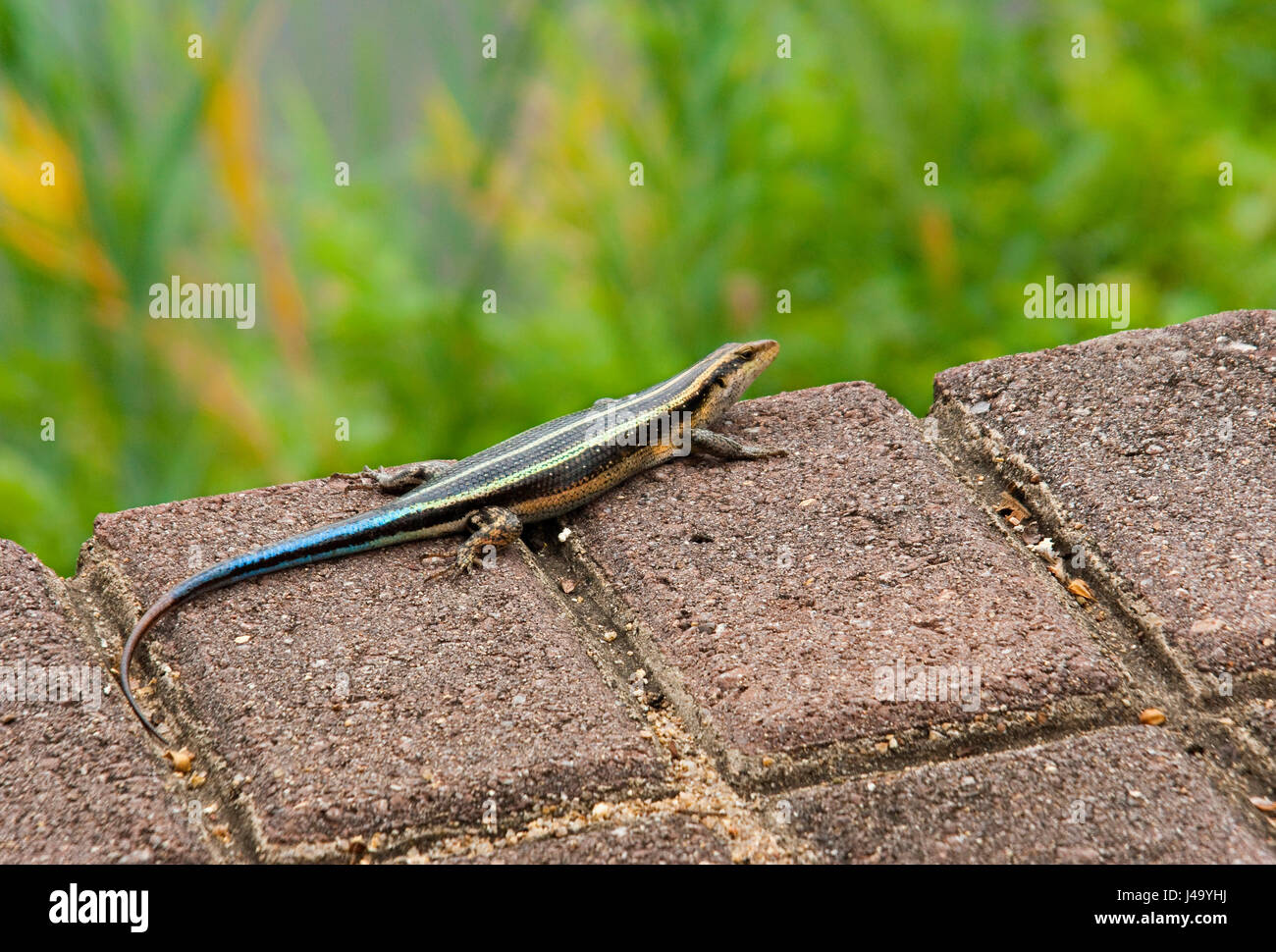 Desert plated lizard (Angolosaurus skoogi) in Kruger national park ...