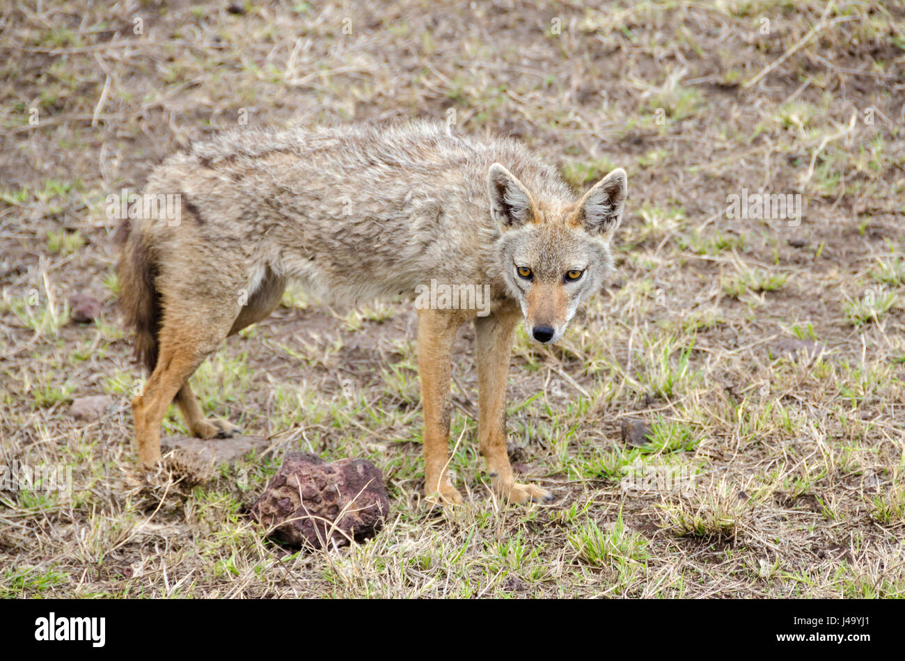 African golden wolf hi-res stock photography and images - Alamy