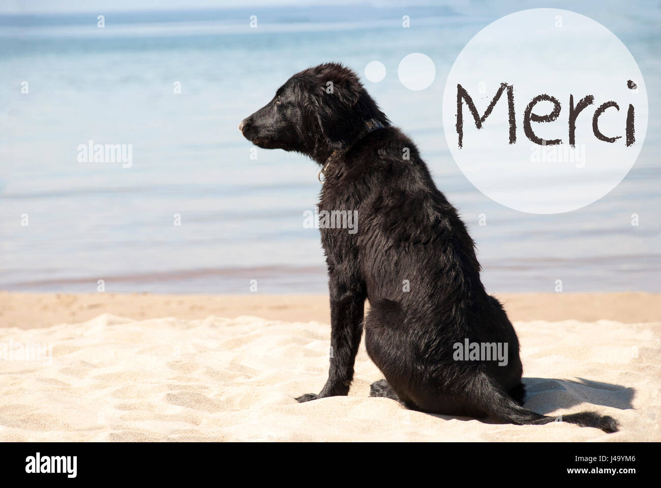 Speech Balloon With French Text Merci Means Thank You. Flat Coated ...