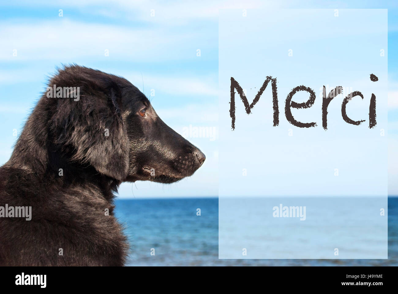 French Text Merci Means Thank You. Flat Coated Retriever Dog Infront Of ...
