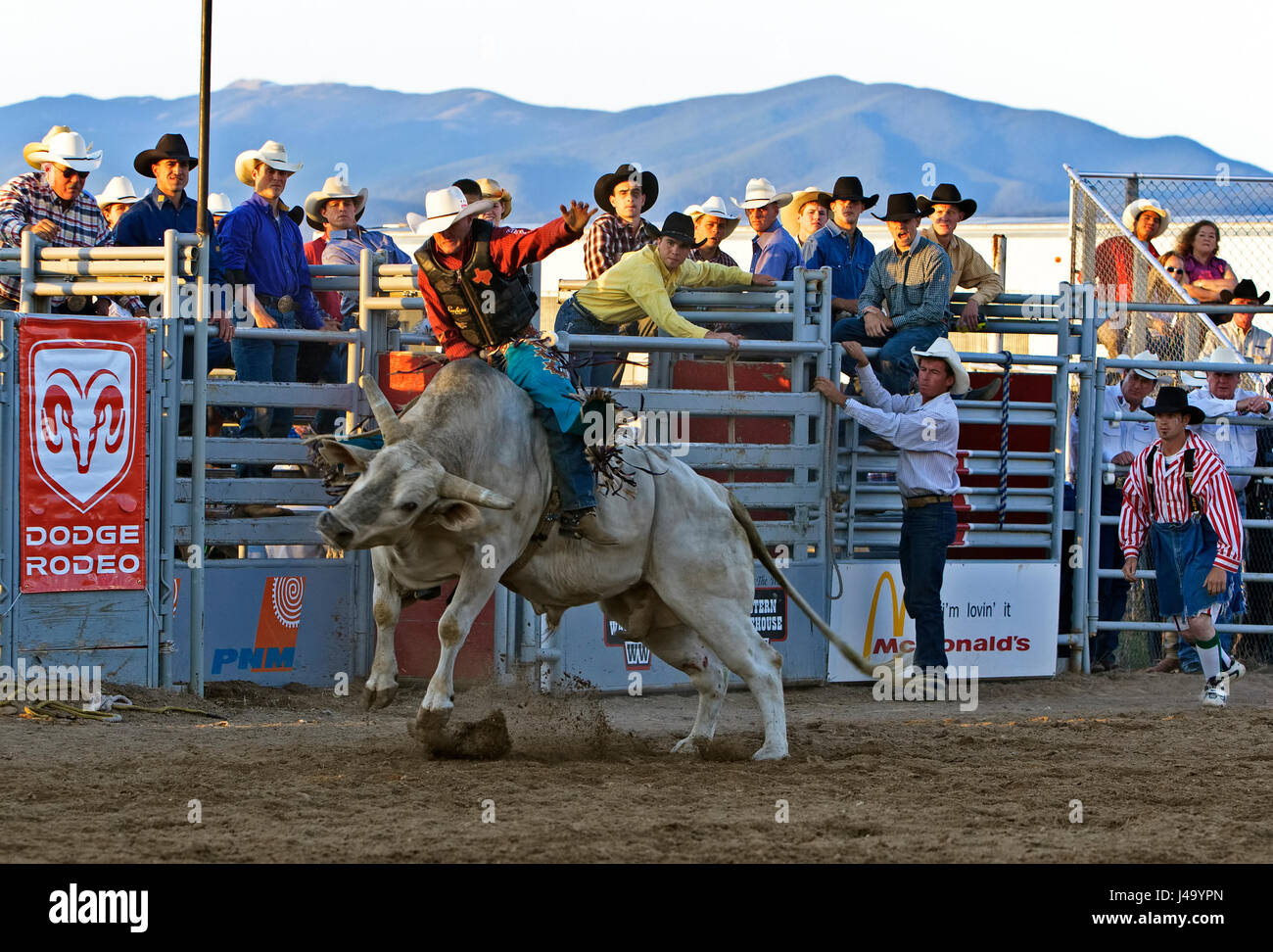 Cowboy on bucking bull, bull riding competition, Rodeo de Santa Fe, New ...