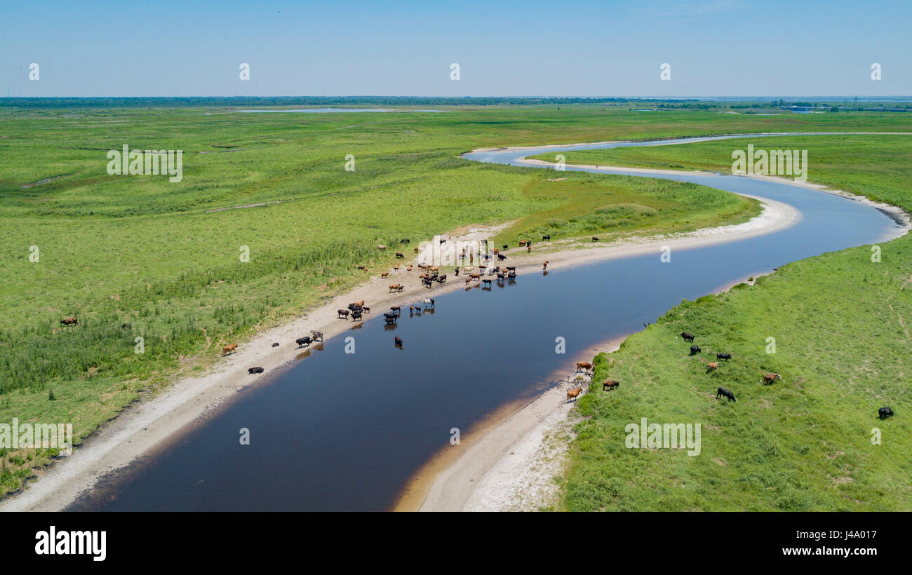 Cattle remain near the water of the St Johns River during Florida's dry ...