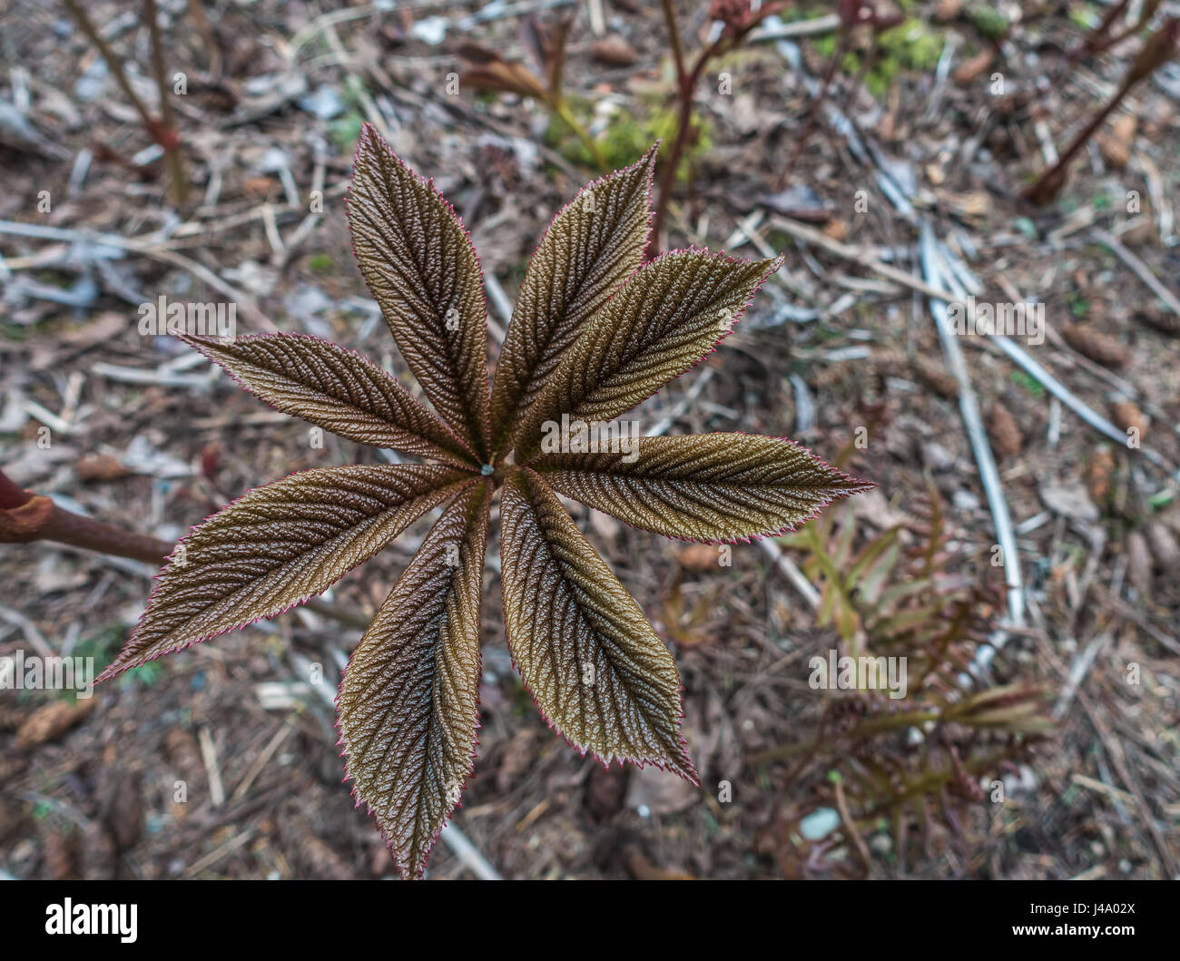 A closeup shot of a plant with brown leaves. Background or texture ...