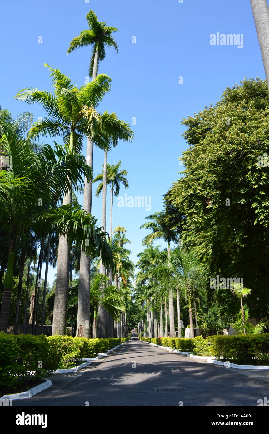 Palm tree street. Path surrounded by palm trees in the zoo of the city ...