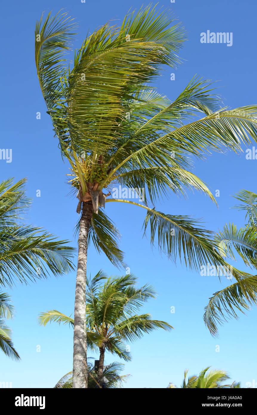 Coconut trees in Porto Seguro - BA, Brazil Stock Photo - Alamy