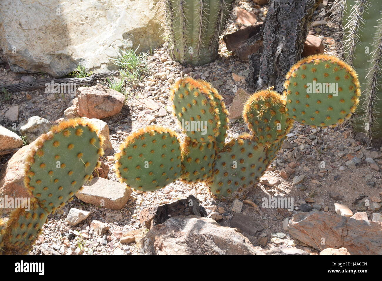 Medium sized cactus hi-res stock photography and images - Alamy