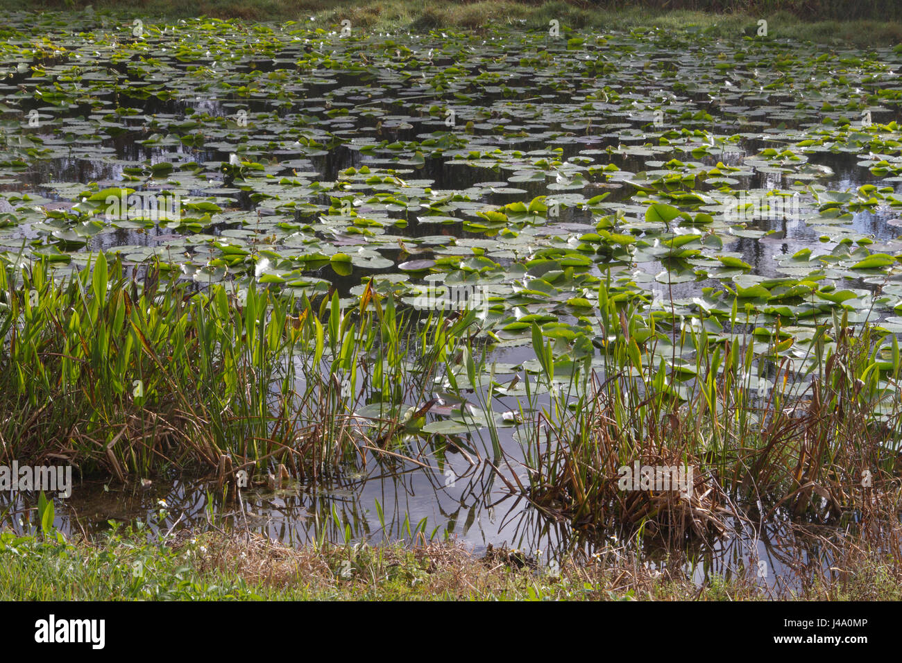 Swamp Wetland