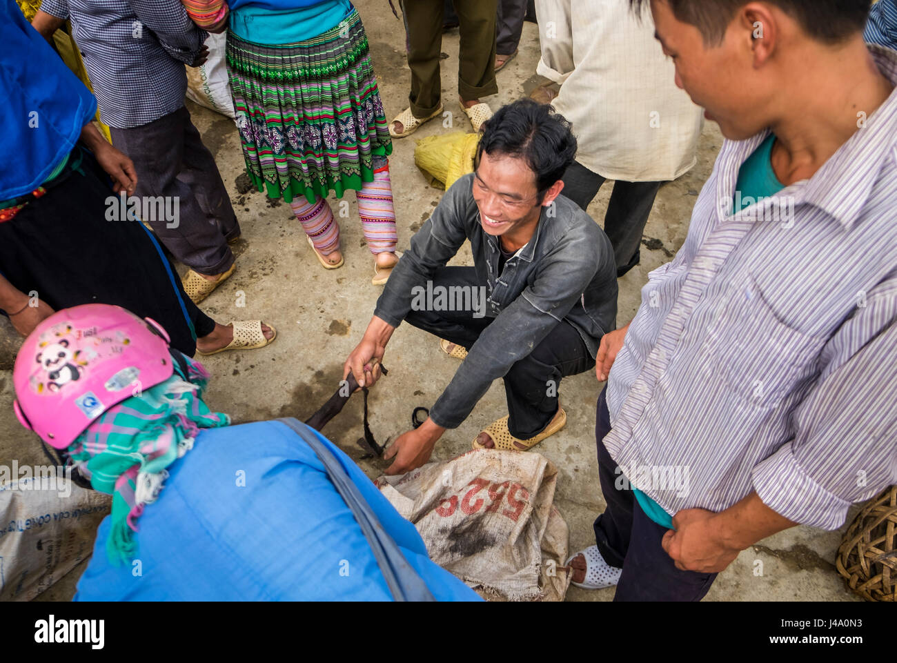 BAC HA, VIETNAM - CIRCA SEPTEMBER 2014: Merchant pulling a pig at the ...