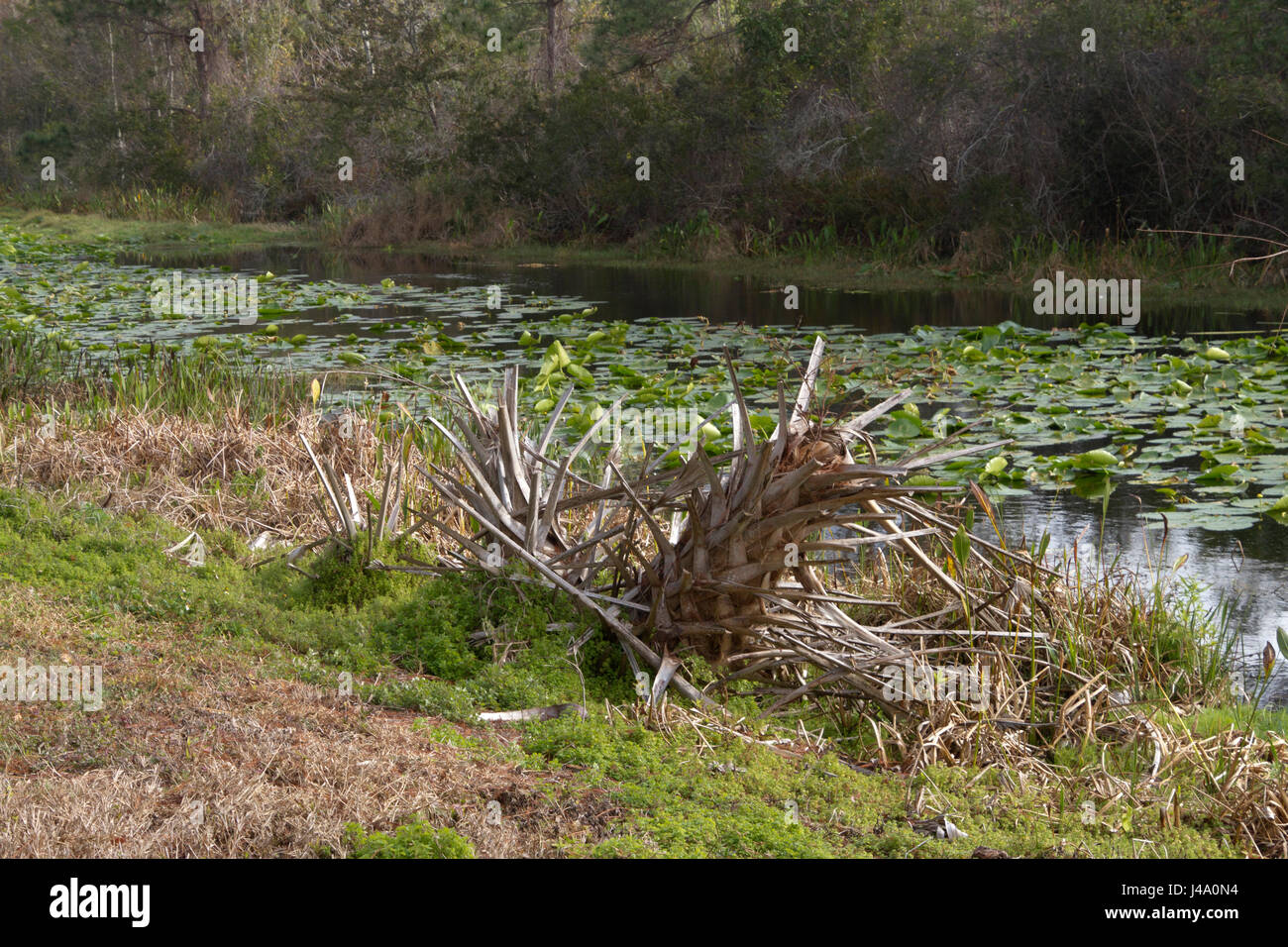 Native lilies hi-res stock photography and images - Alamy