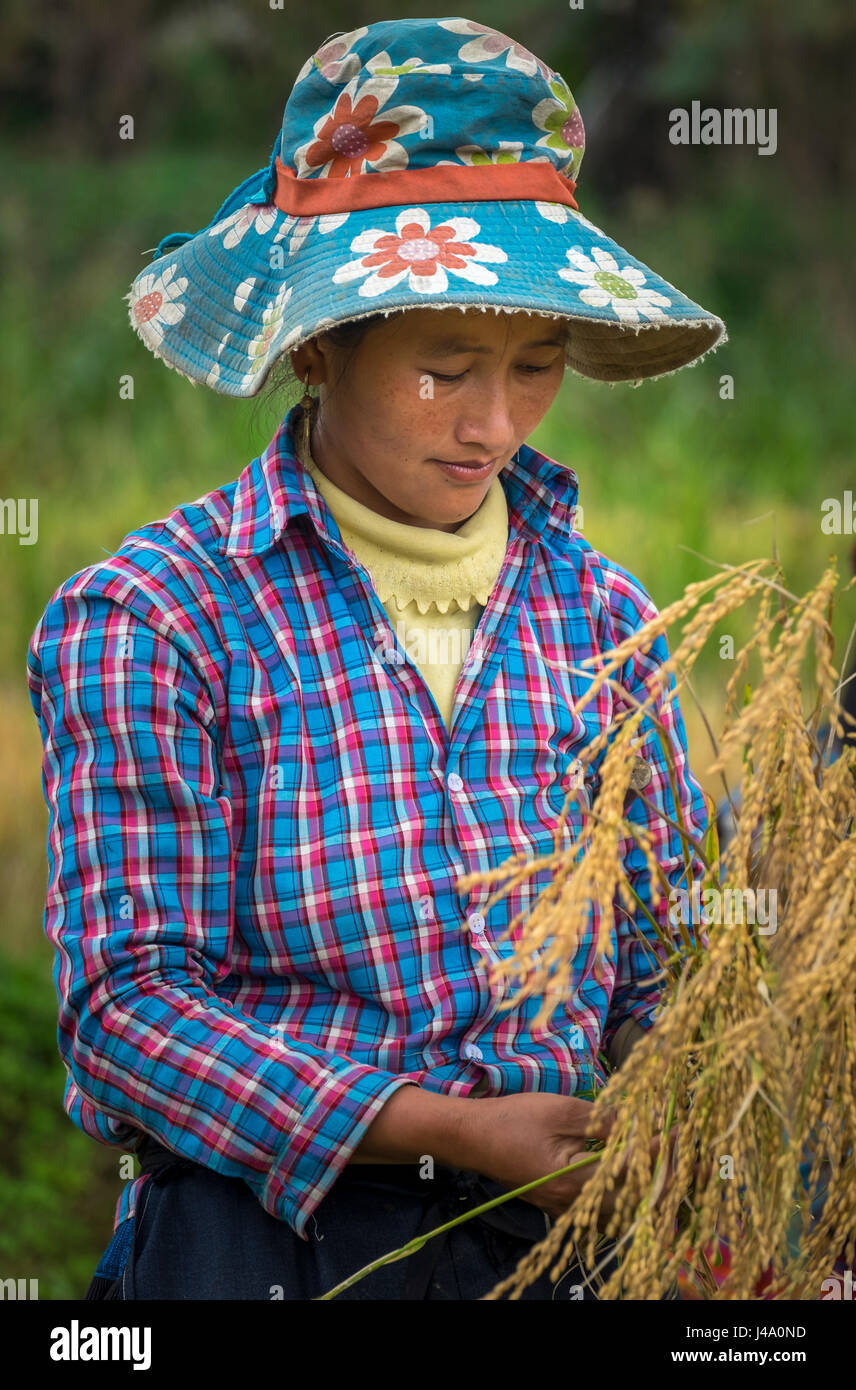 Woman harvesting rice in paddy hi-res stock photography and images - Alamy