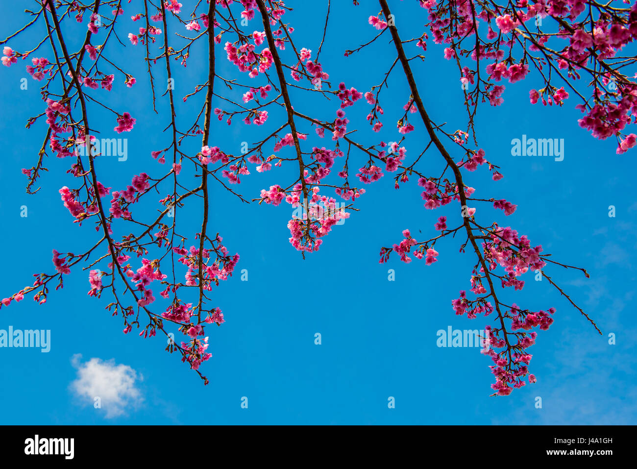 blooming Sakura flower and Cherry bossom tree Stock Photo - Alamy
