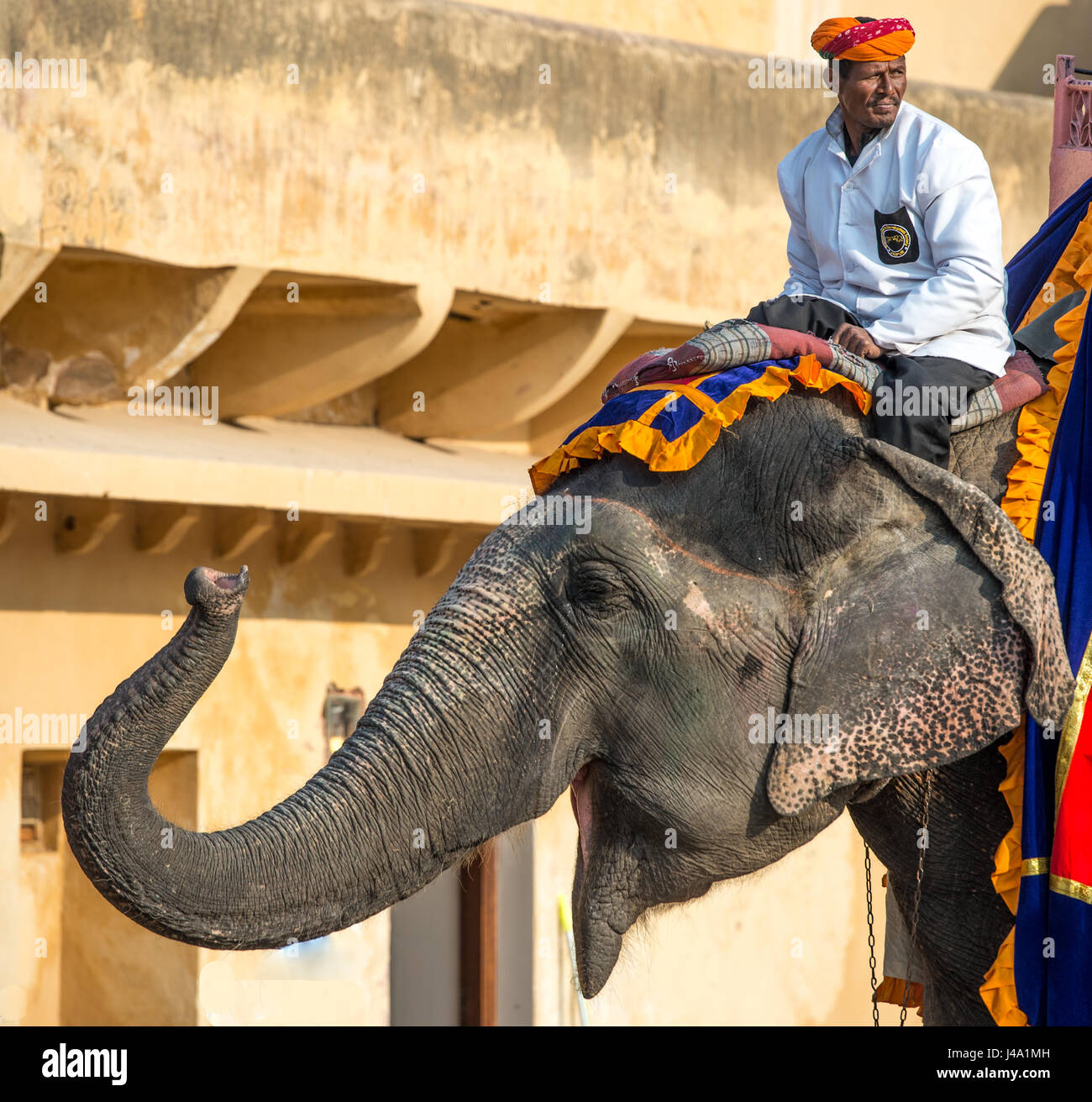 An elephant throwing its trunk in their air in Jaipur, India Stock ...
