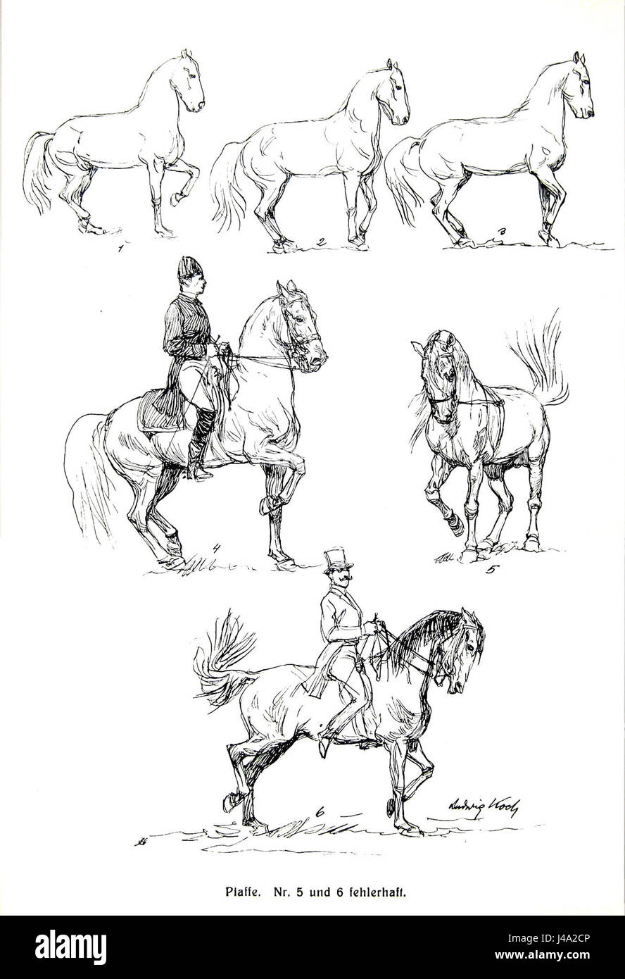 Classical dressage movement hi-res stock photography and images - Alamy