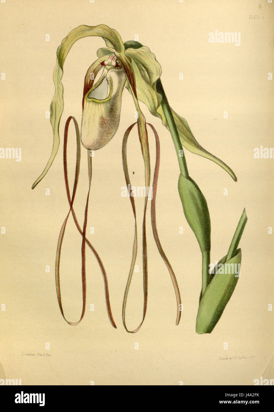 îˆƒAn illustration of Phragmipedium caudatum, a species of orchid from ...