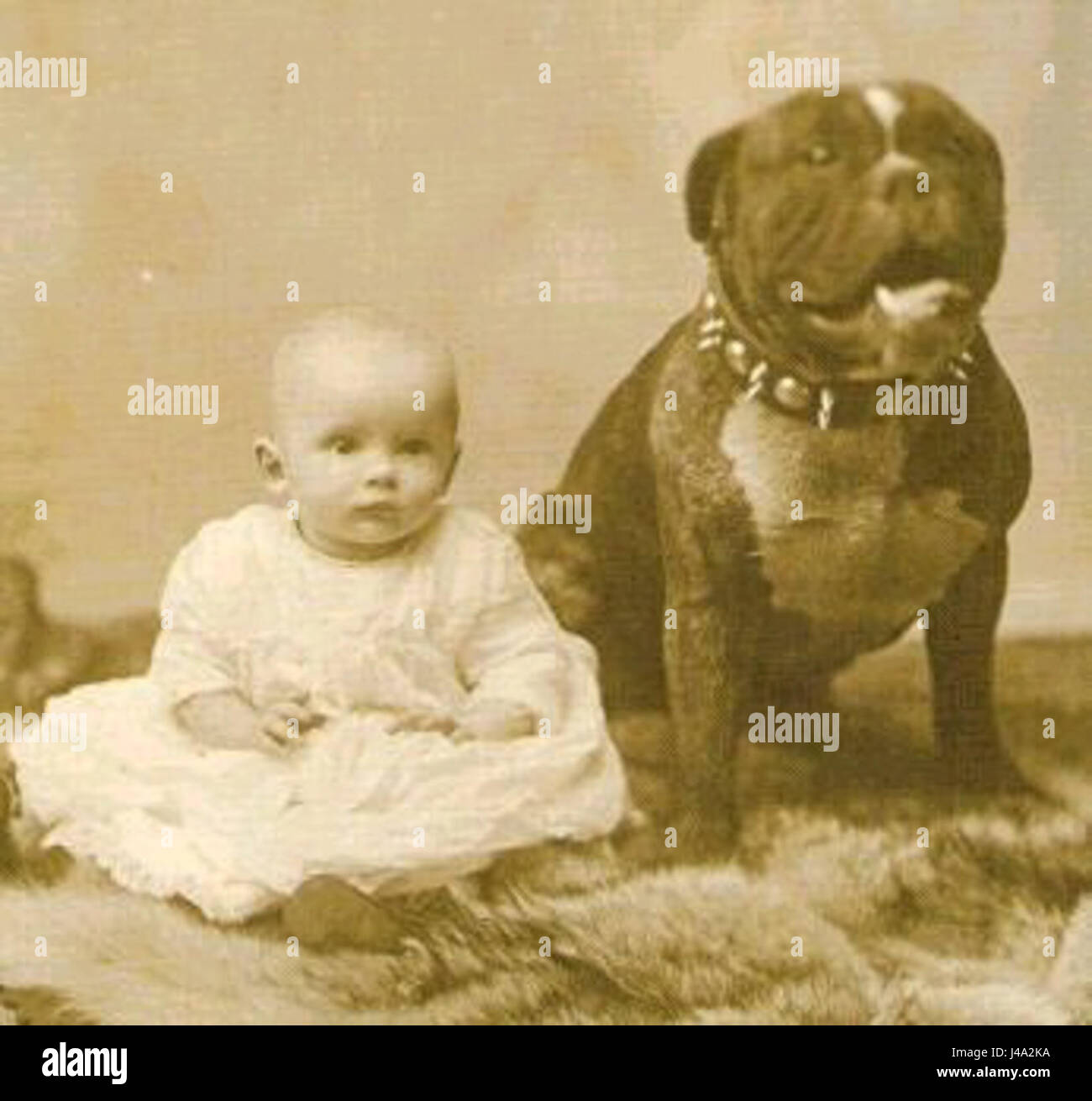 This historic image from 1892 shows a Pit Bull dog alongside an infant ...