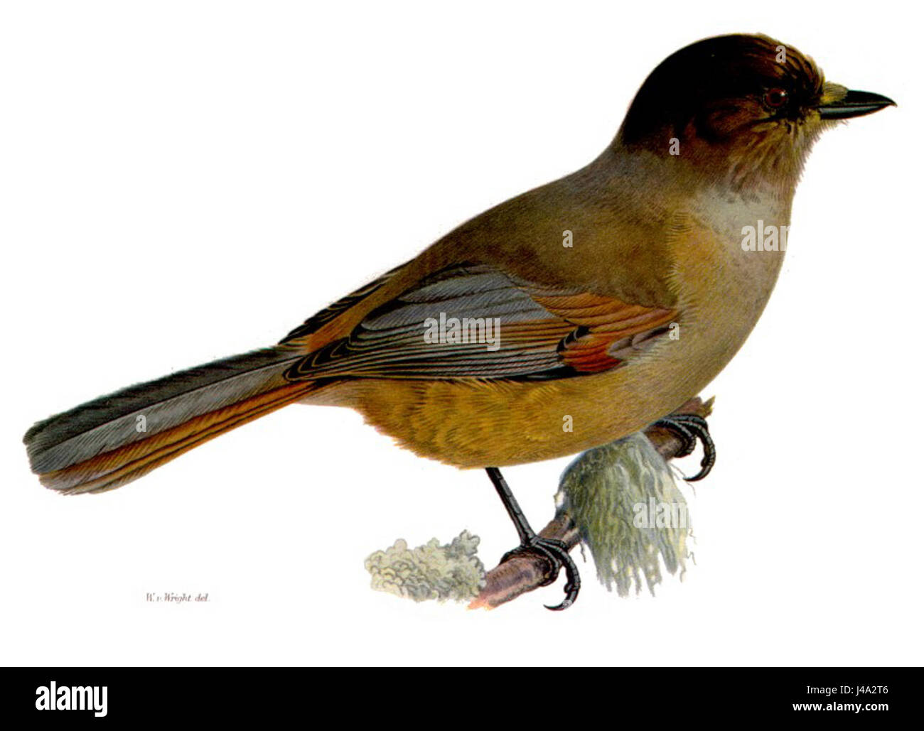 Siberian jay perisoreus infaustus Cut Out Stock Images & Pictures - Alamy