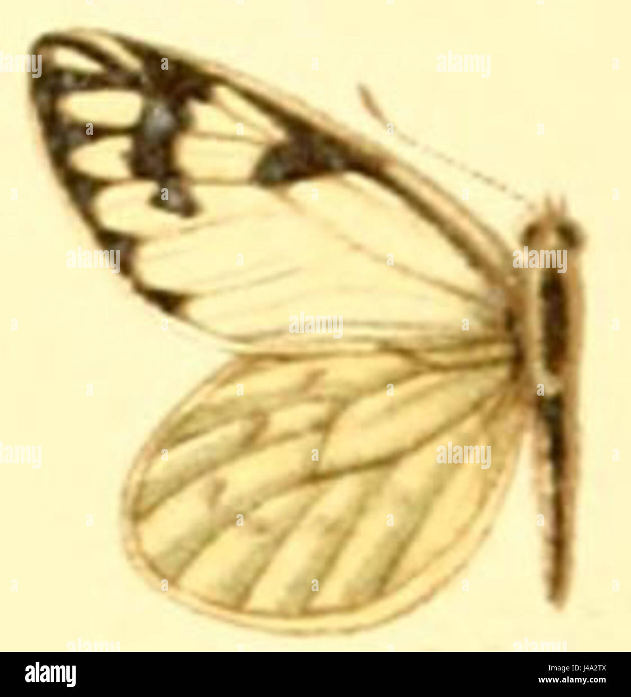 Phulia nymphula hi-res stock photography and images - Alamy