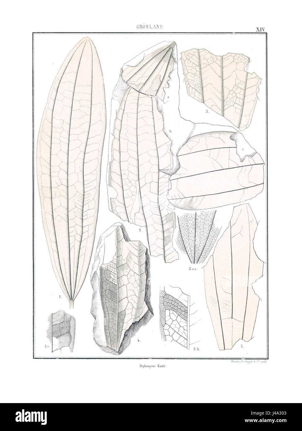 Arctic plants Cut Out Stock Images & Pictures - Alamy