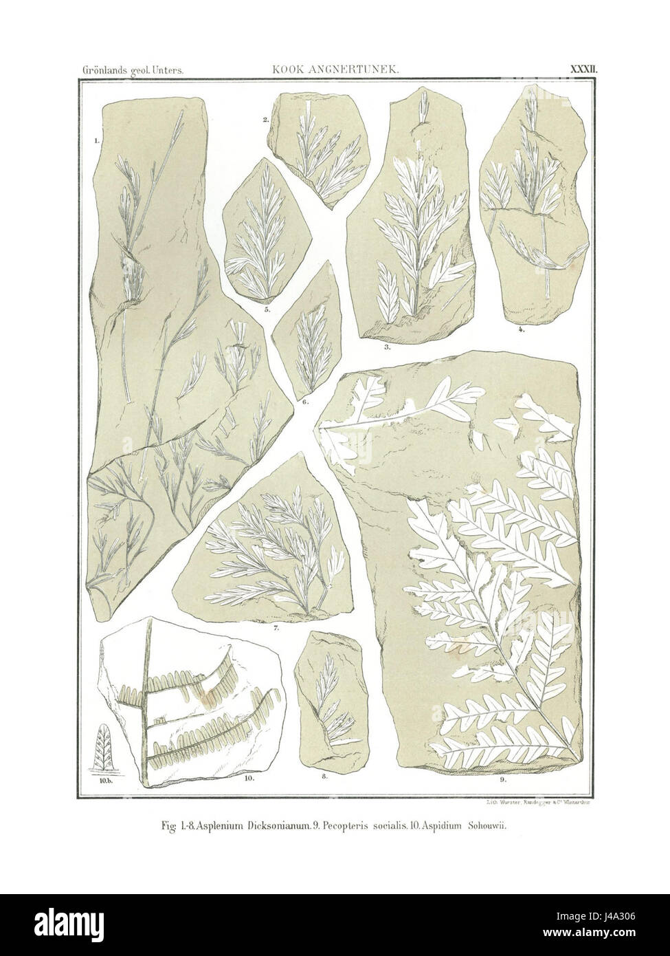 Polarflora 6 341 refers to a catalog of plants in polar regions ...