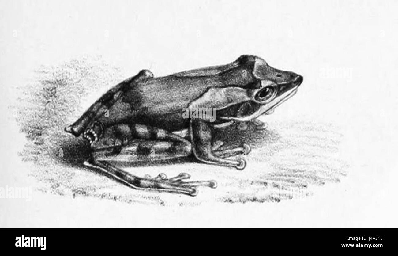 Asian tree frog Black and White Stock Photos & Images - Alamy