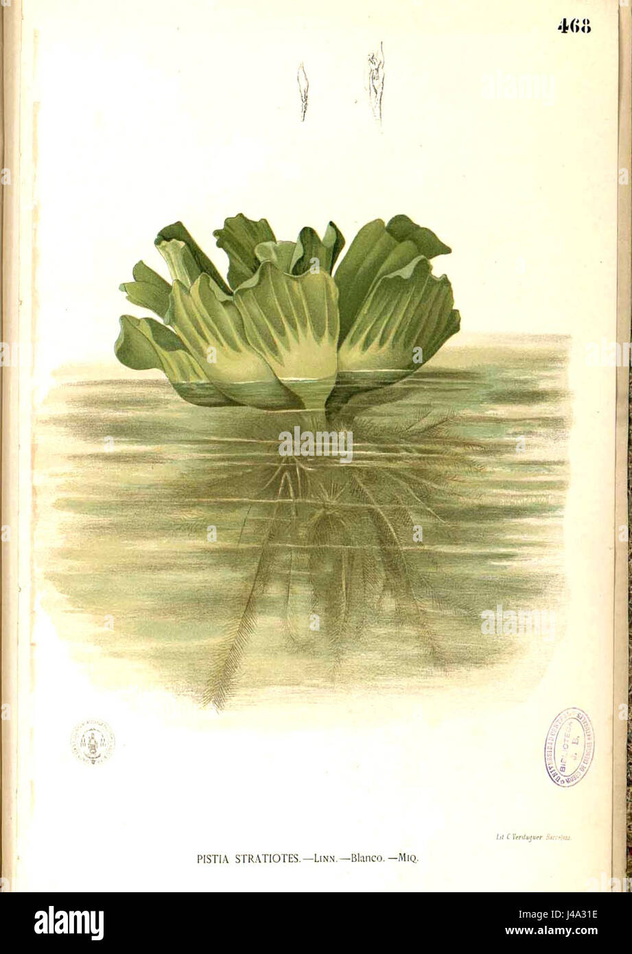 Pistia stratiotes, commonly known as water lettuce, is an aquatic plant ...
