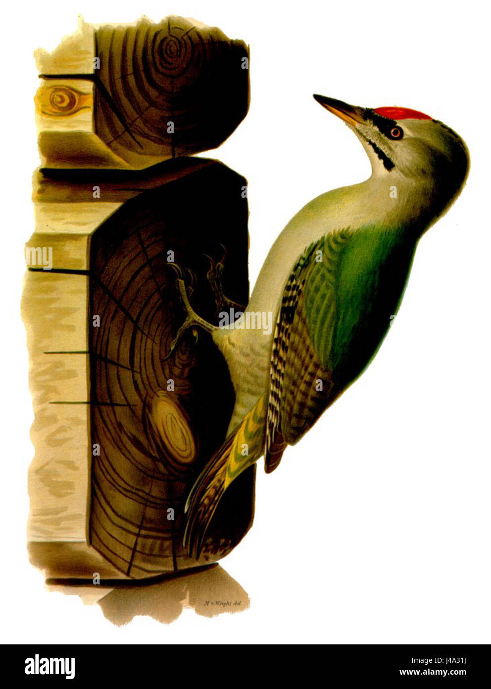 Picus canus illustration hi-res stock photography and images - Alamy