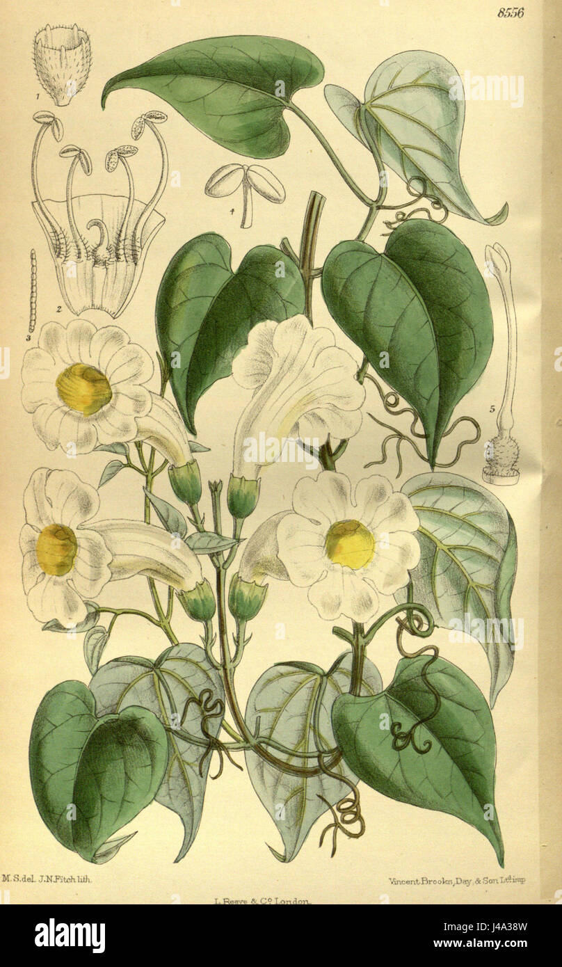 Cynanchoides hi-res stock photography and images - Alamy