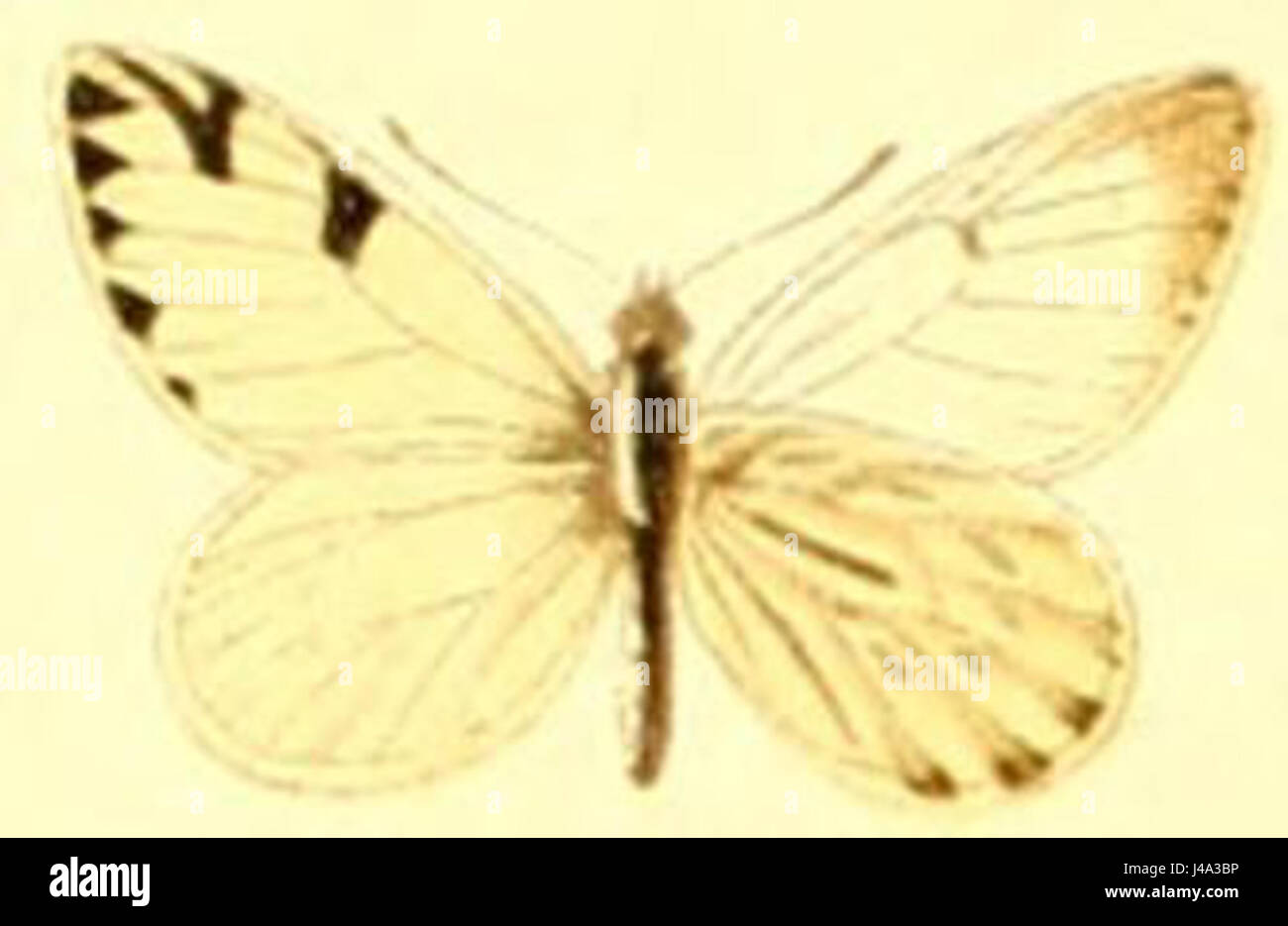 Phulia nymphula male2 Stock Photo - Alamy