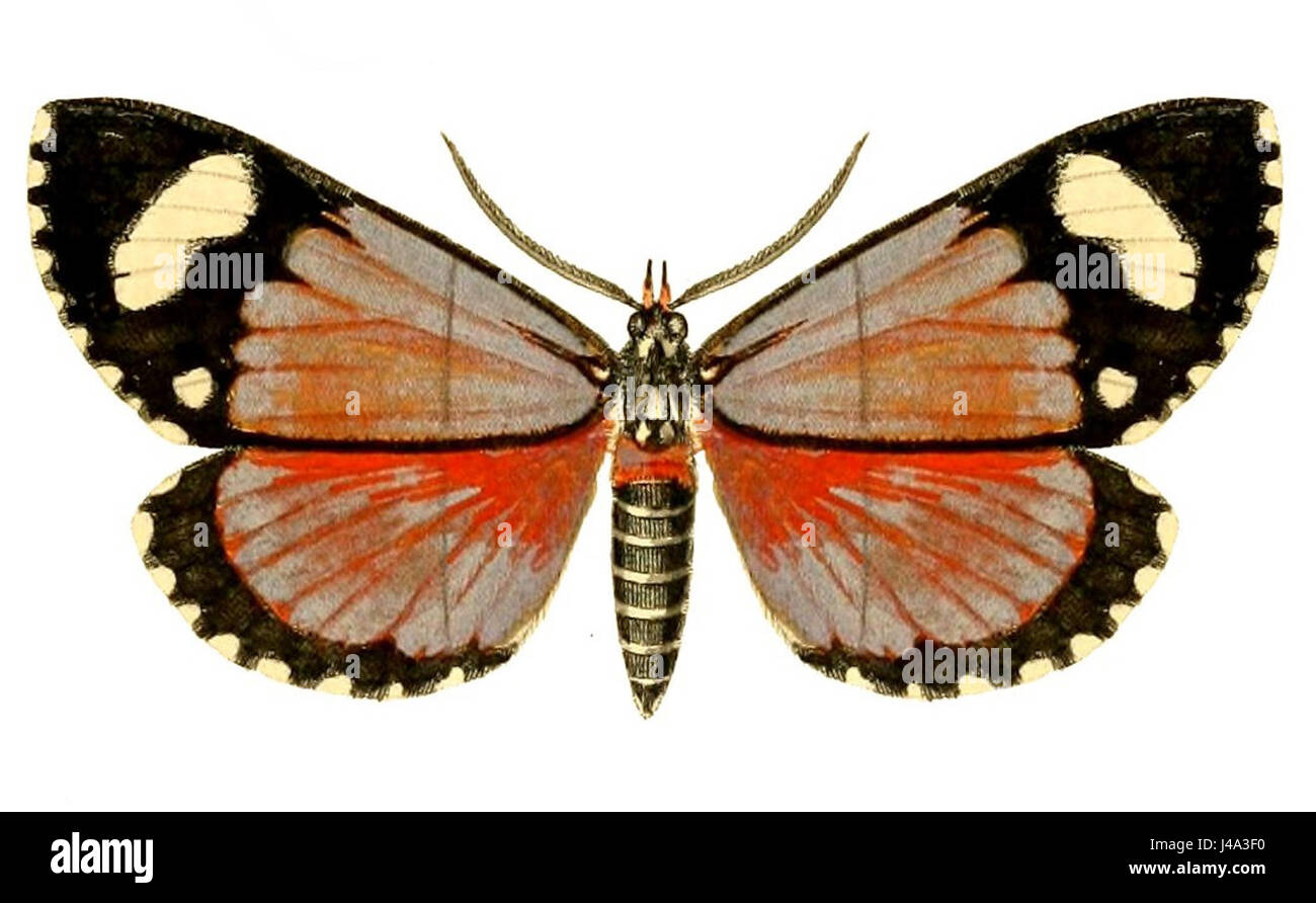 Diversity of beetle morphology Cut Out Stock Images & Pictures - Alamy