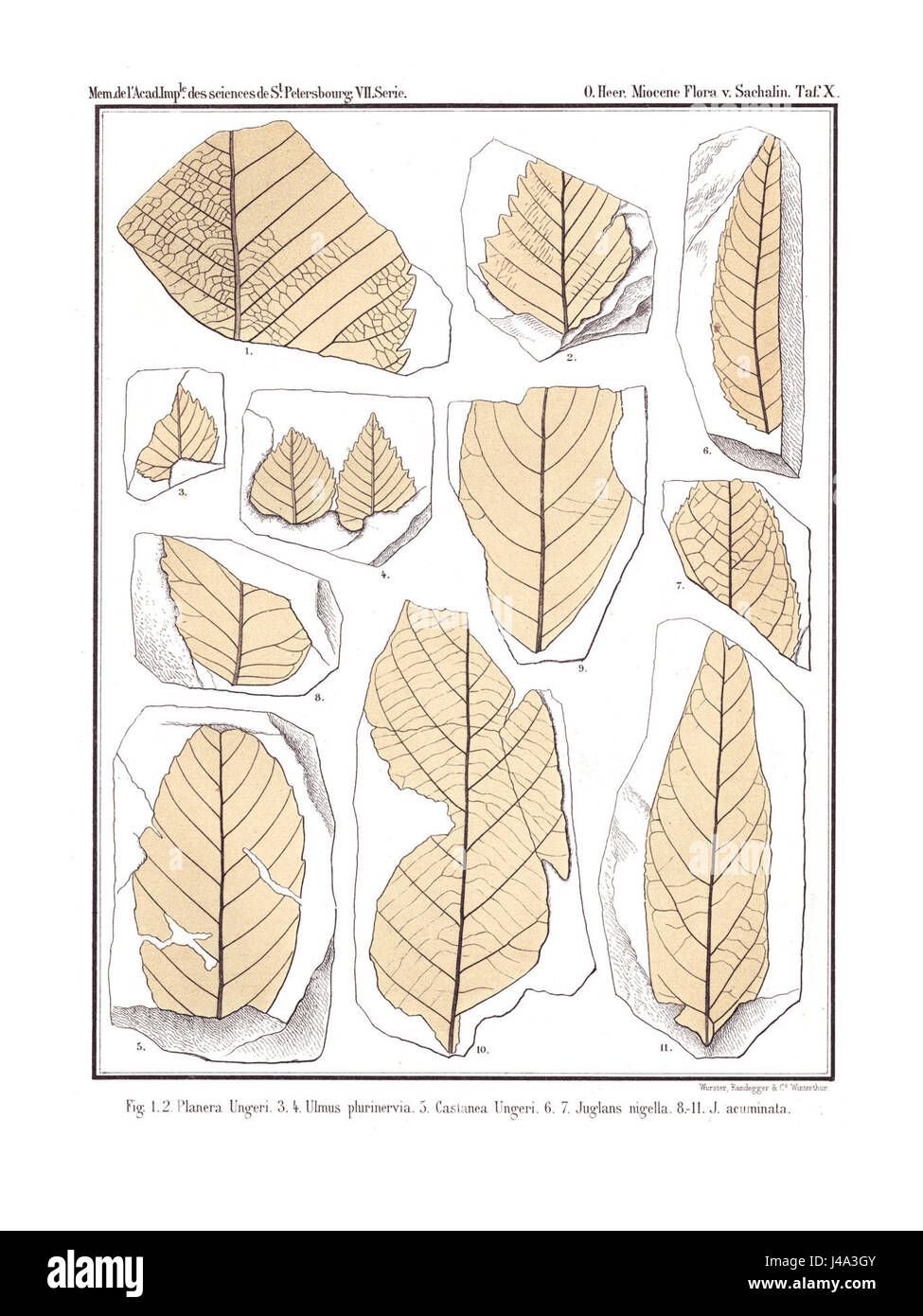 Polarflora is a significant botanical collection representing plant ...