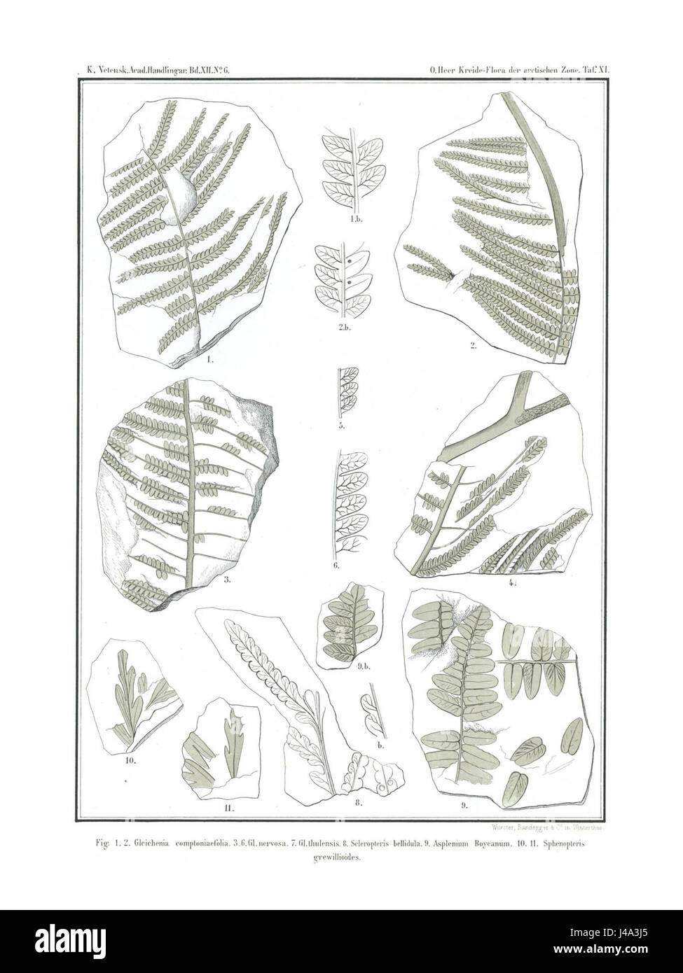 Polarflora 3 (1939) is a botanical work focused on the study of plants ...