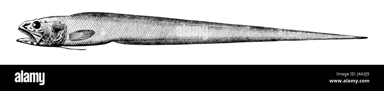 Family gadidae hi-res stock photography and images - Alamy