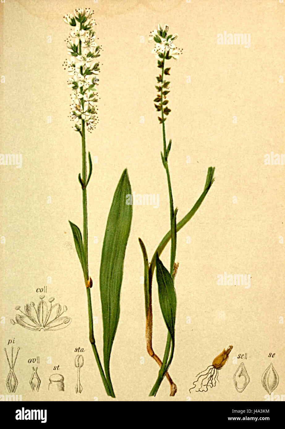 Polygonum viviparum Atlas Alpenflora Stock Photo - Alamy