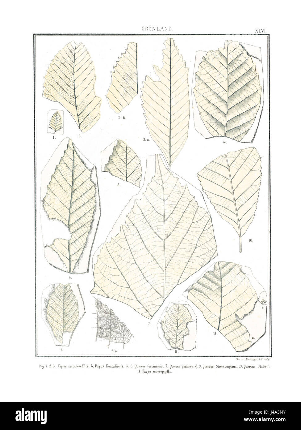 Polarflora 1 293 is a botanical study that explores the plant species ...