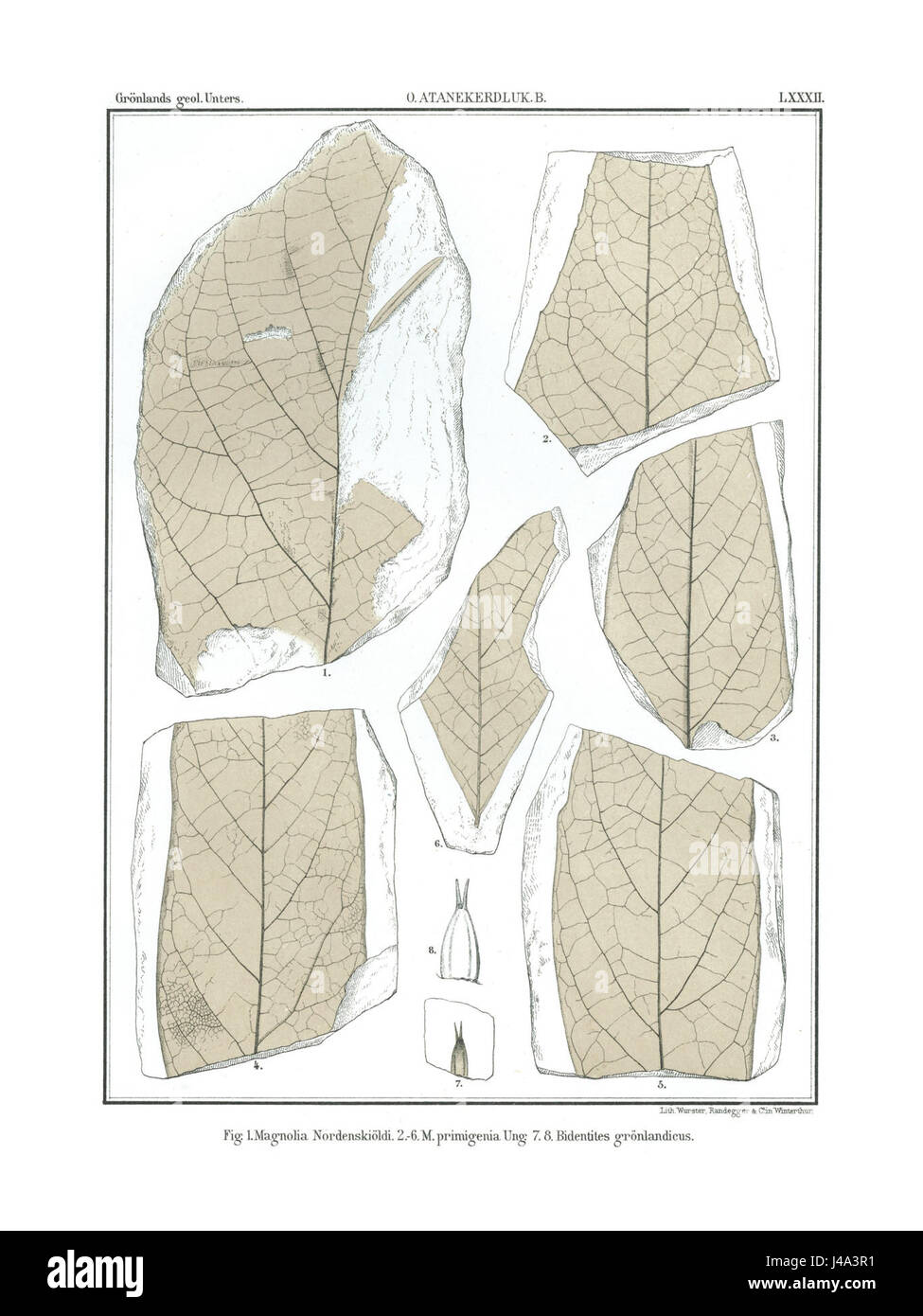 Arctic plants Cut Out Stock Images & Pictures - Alamy