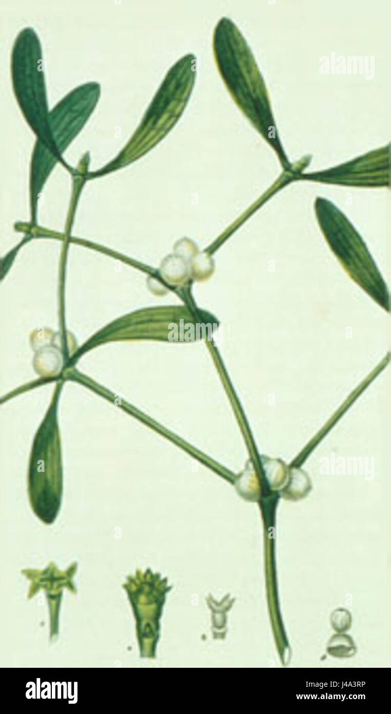 Viscum album old illustration hi-res stock photography and images - Alamy