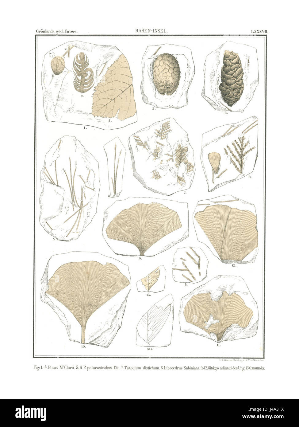 Botanical work highlights Cut Out Stock Images & Pictures - Alamy