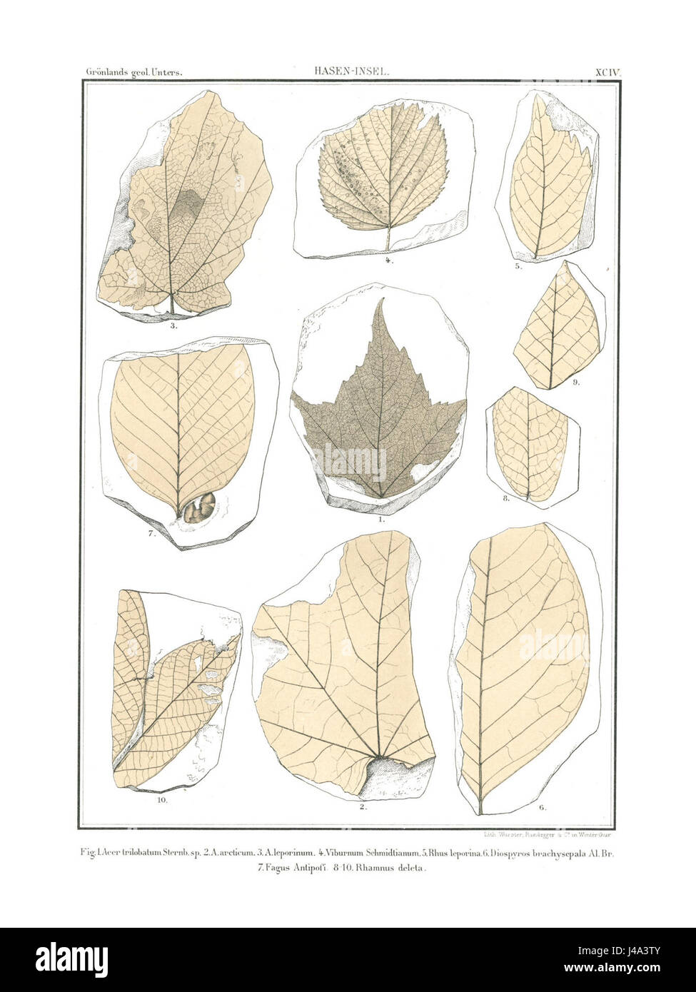 This image features the scientific illustration 'Polarflora 7 377 ...