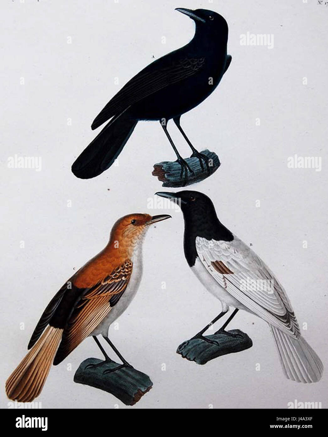 Pomarea pomarea hi-res stock photography and images - Alamy