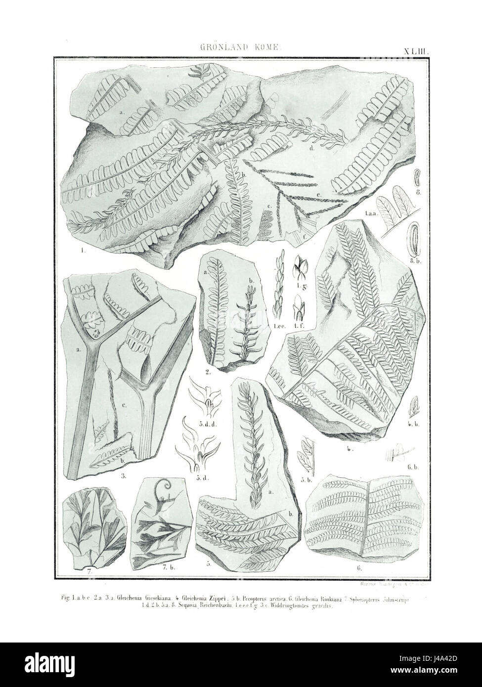 This image showcases a flora collection from polar regions ...