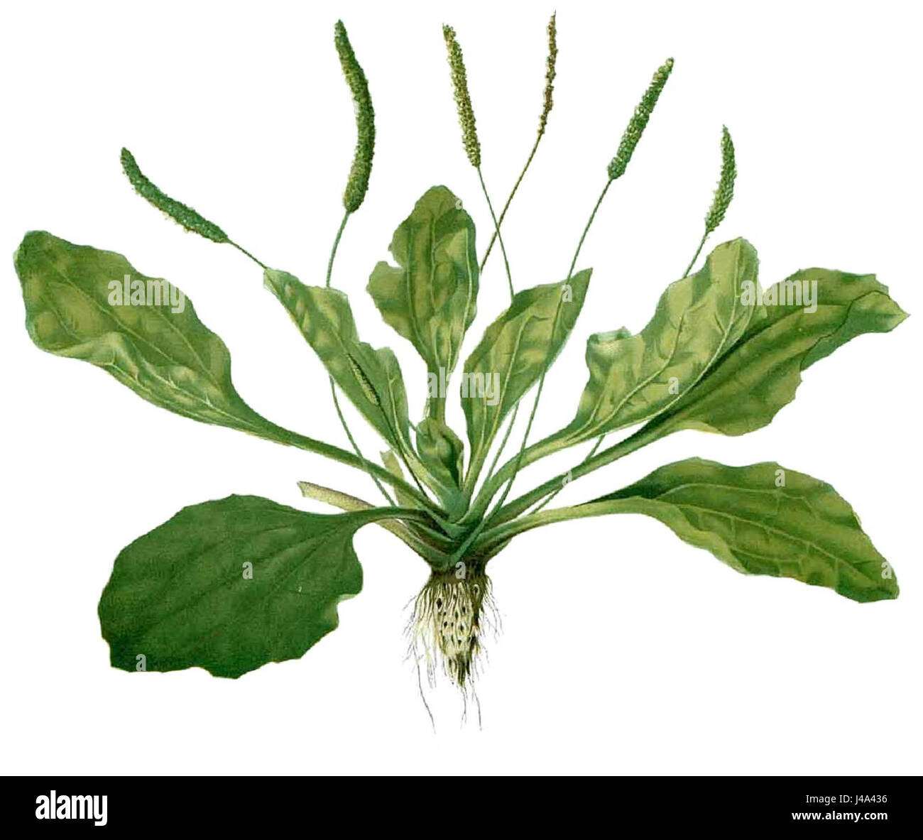 Plantago major, commonly known as broadleaf plantain, is a perennial ...
