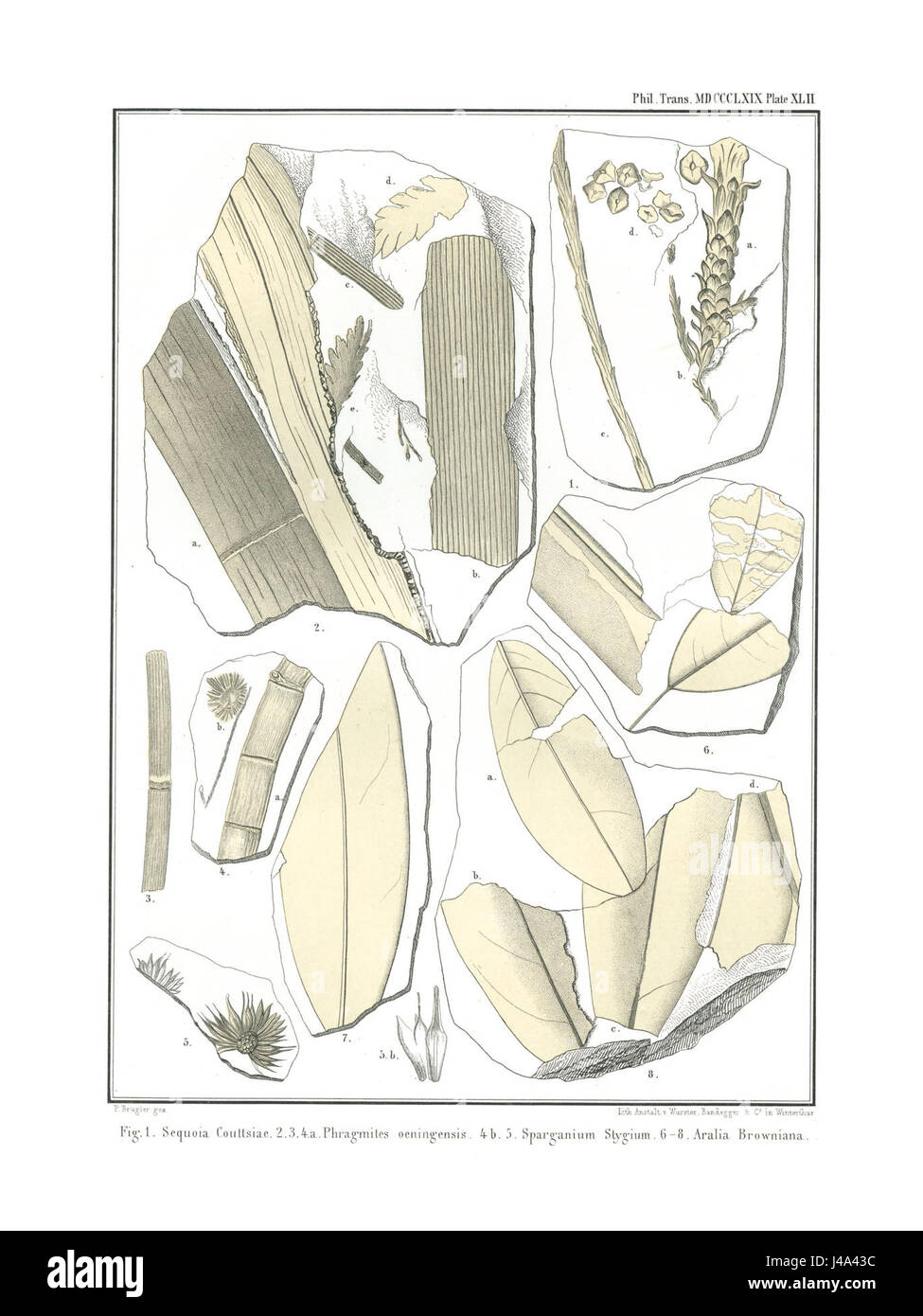 Polarflora 2 339 is a botanical reference focusing on the flora of ...