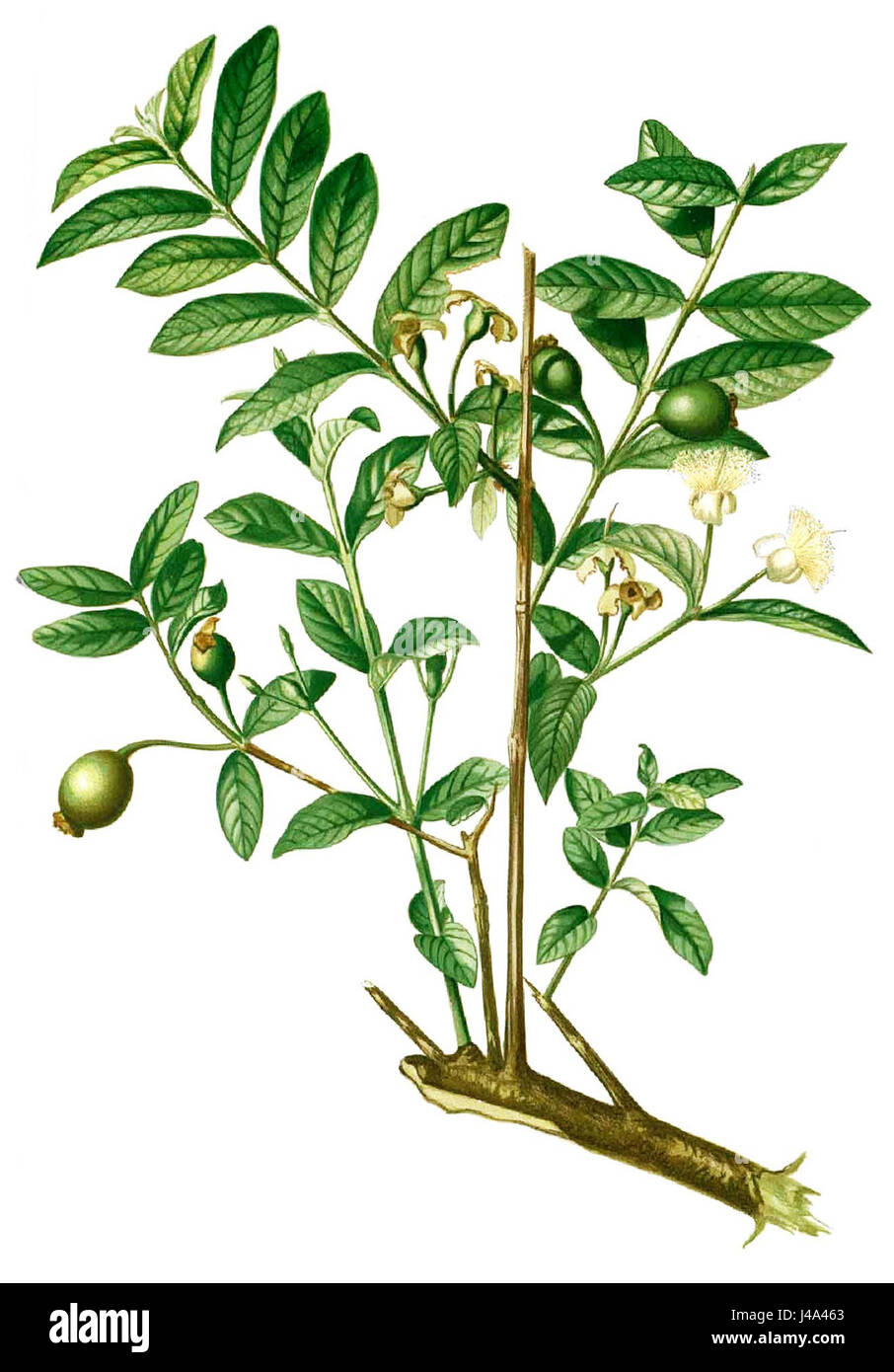 Psidium guajava, commonly known as guava, is a tropical fruit plant ...