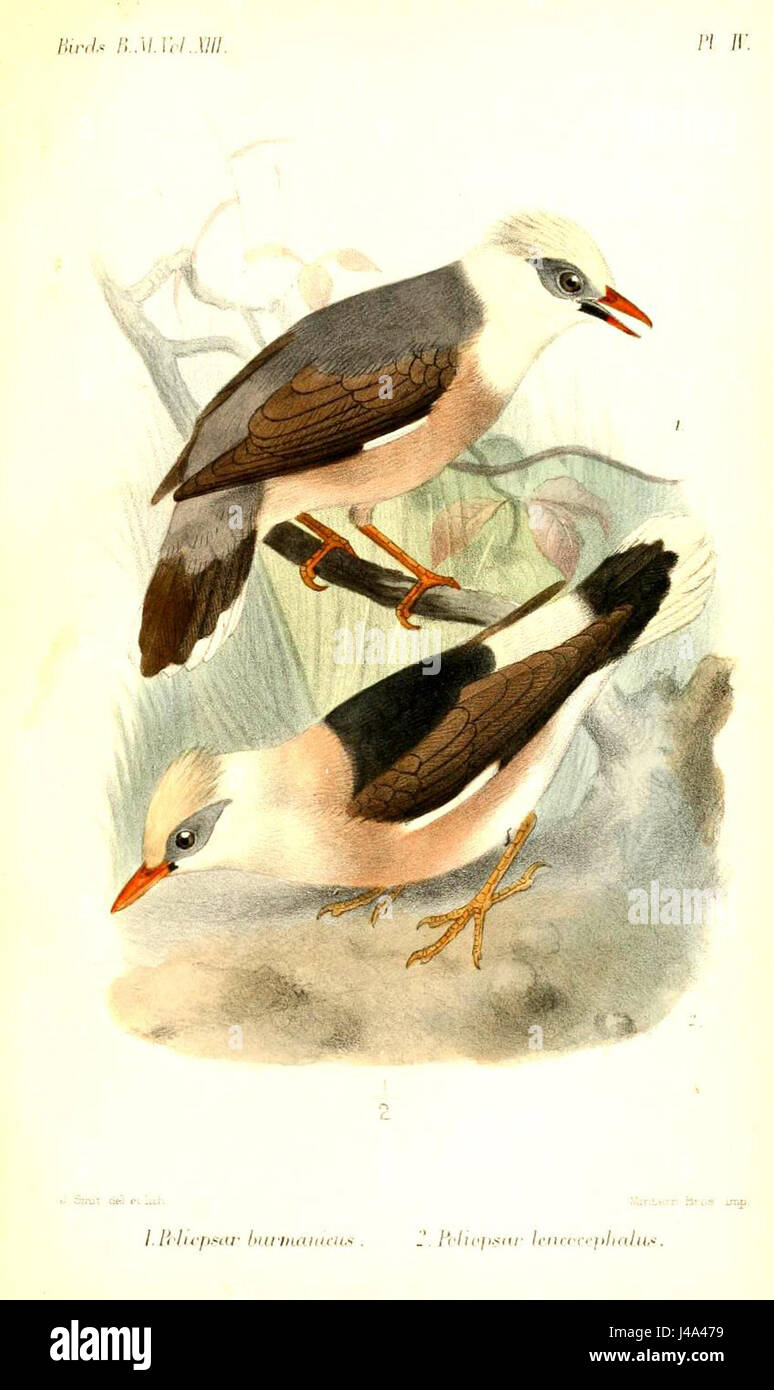 Poliopsar hi-res stock photography and images - Alamy