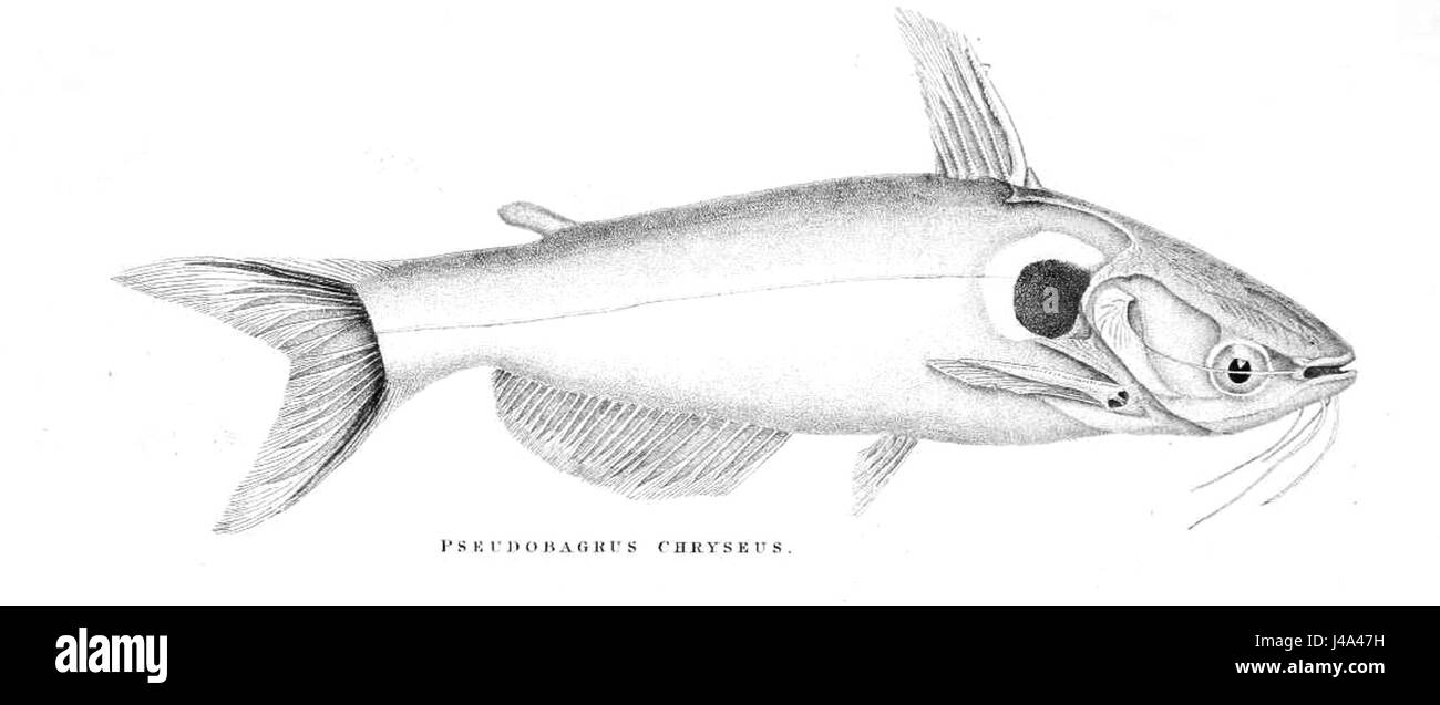 Freshwater ichthyofauna hi-res stock photography and images - Alamy