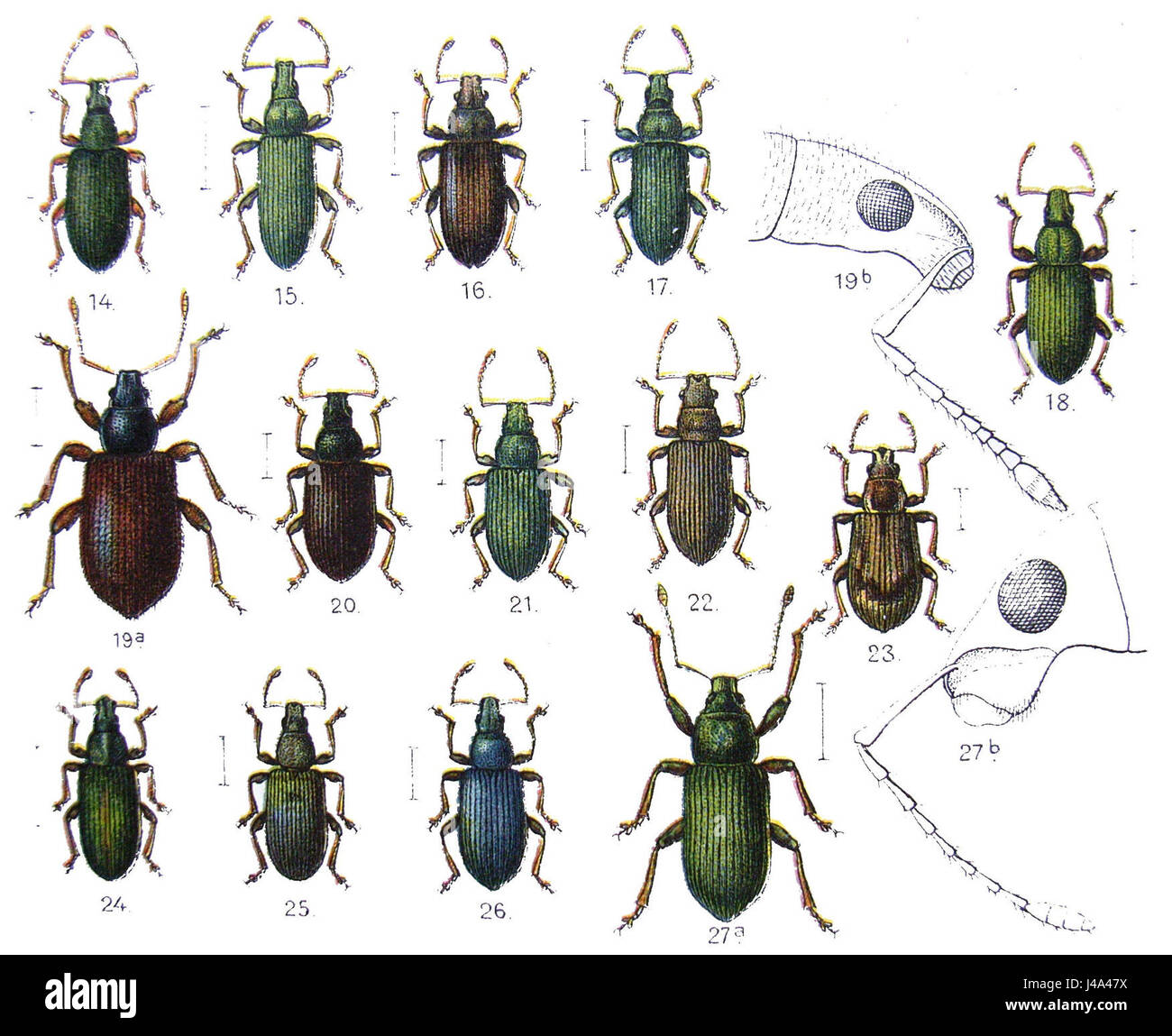 Phyllobius and Polydrusus Stock Photo - Alamy
