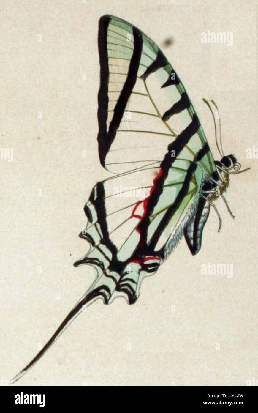 Protesilaus hi-res stock photography and images - Alamy