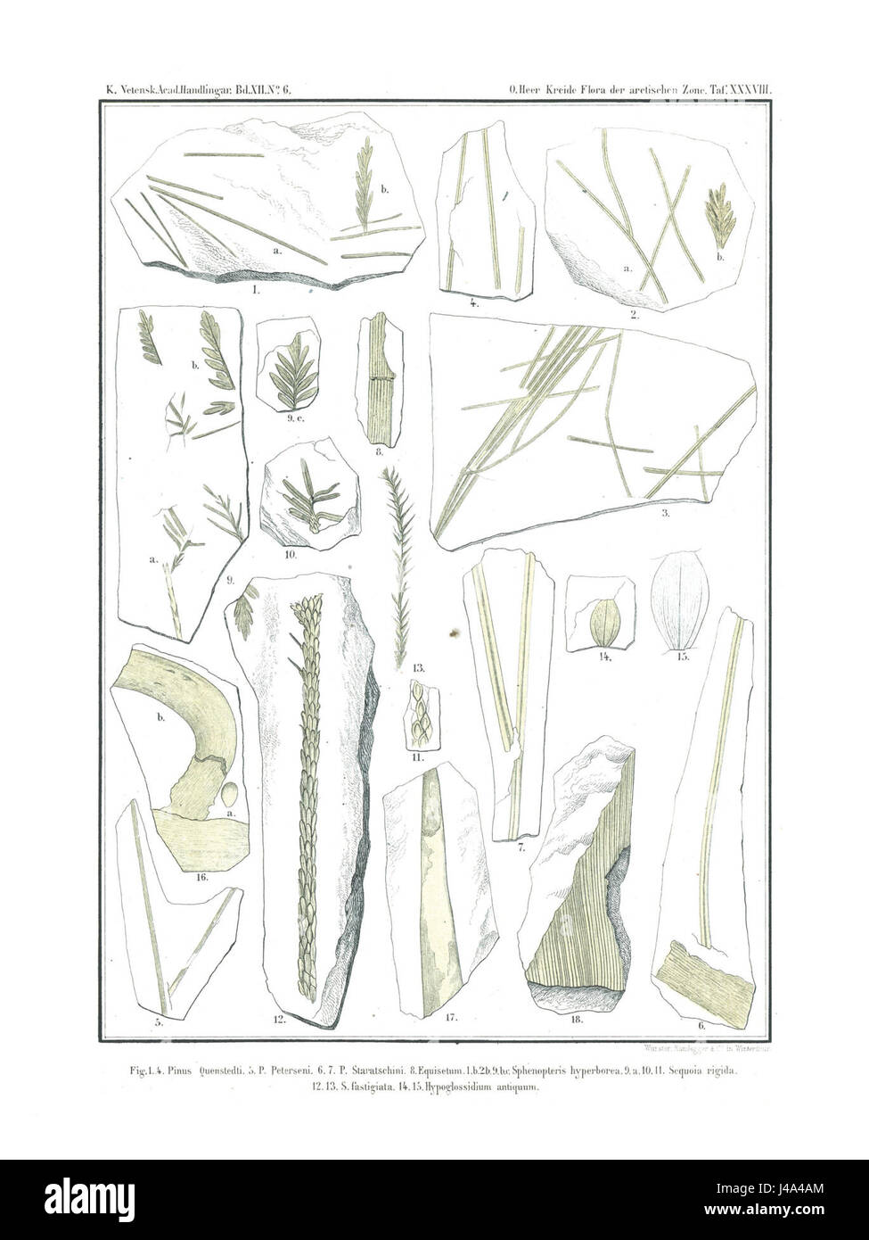 'Polarflora 3 247' is a botanical work focusing on plant species from ...