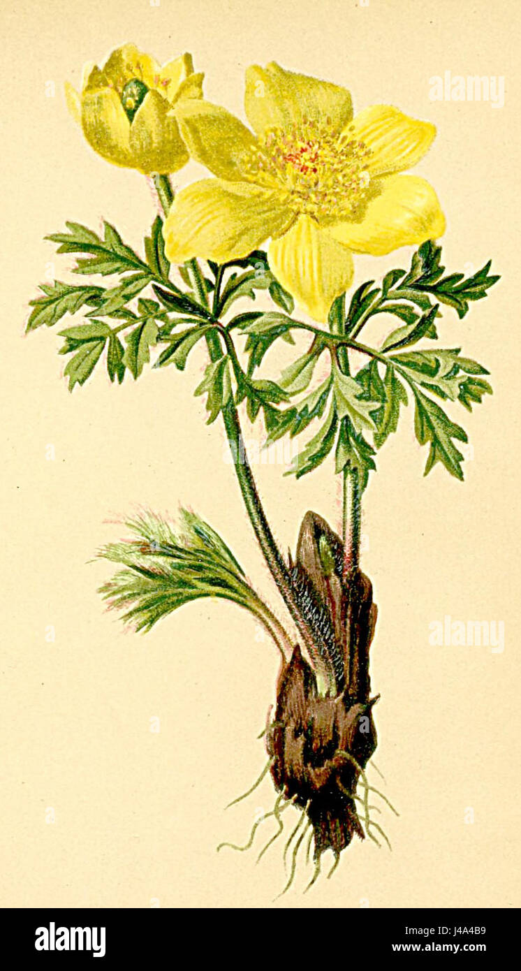 Pulsatilla vernalis Atlas Alpenflora Stock Photo - Alamy