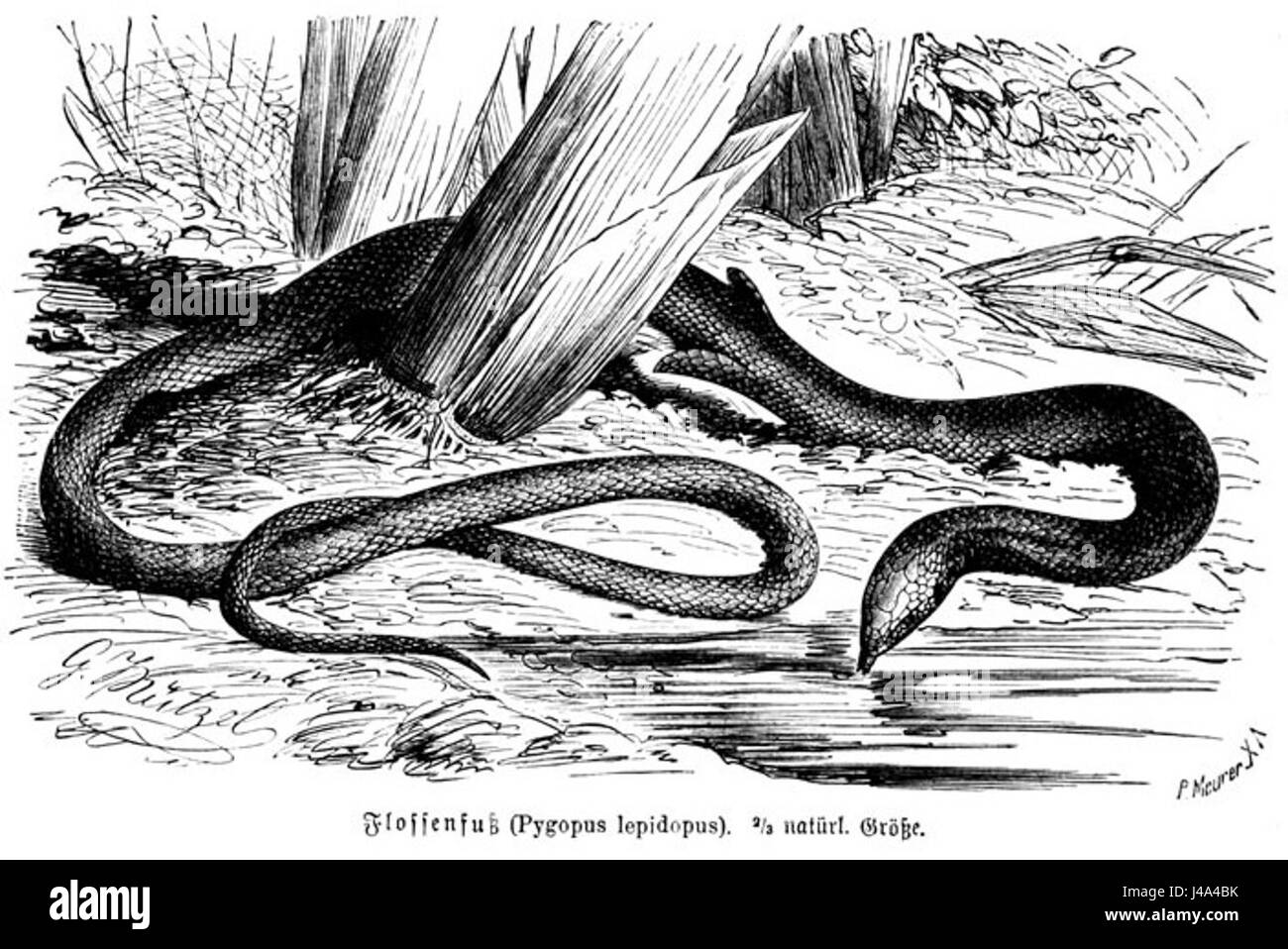 Pygopus lepidopodus is a species of legless lizard native to Australia ...